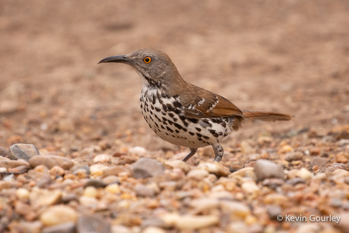 Enjoying Our Texas Bird Photography Ranch Workshop - KGPhotoWorkshops Blog