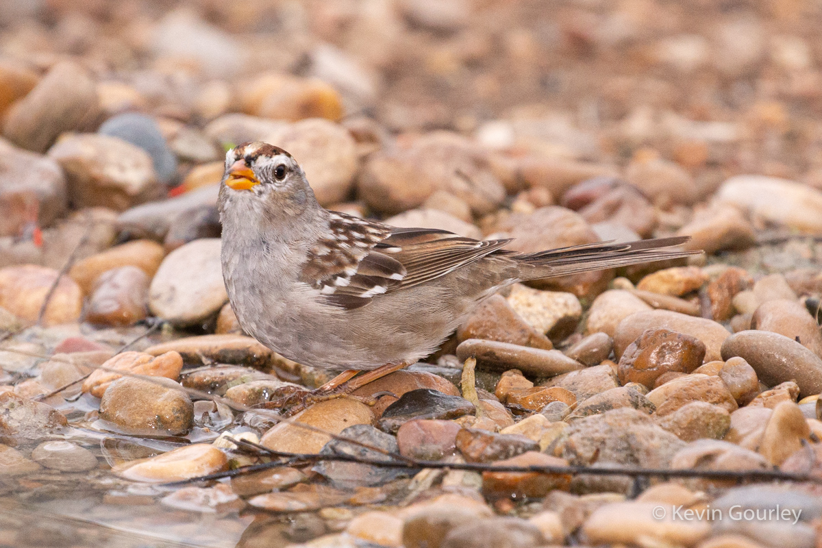 Enjoying Our Texas Bird Photography Ranch Workshop - KGPhotoWorkshops Blog