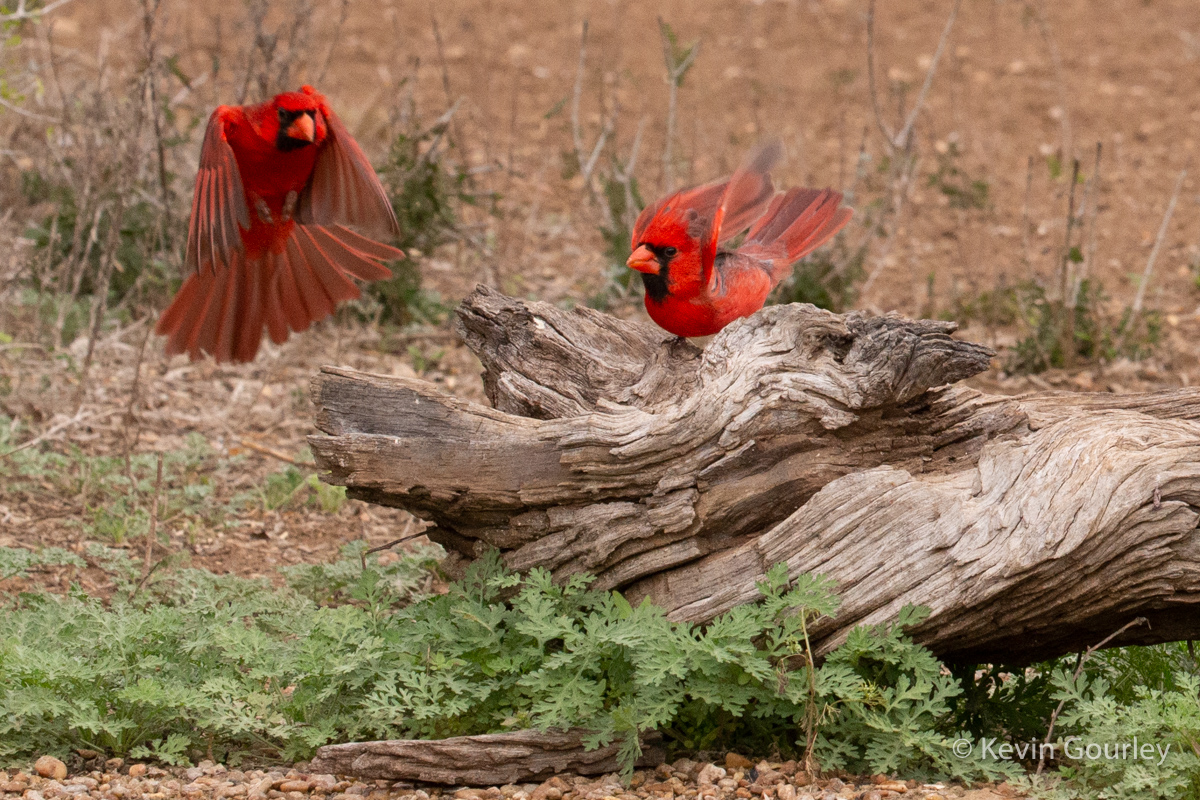 Enjoying Our Texas Bird Photography Ranch Workshop - KGPhotoWorkshops Blog